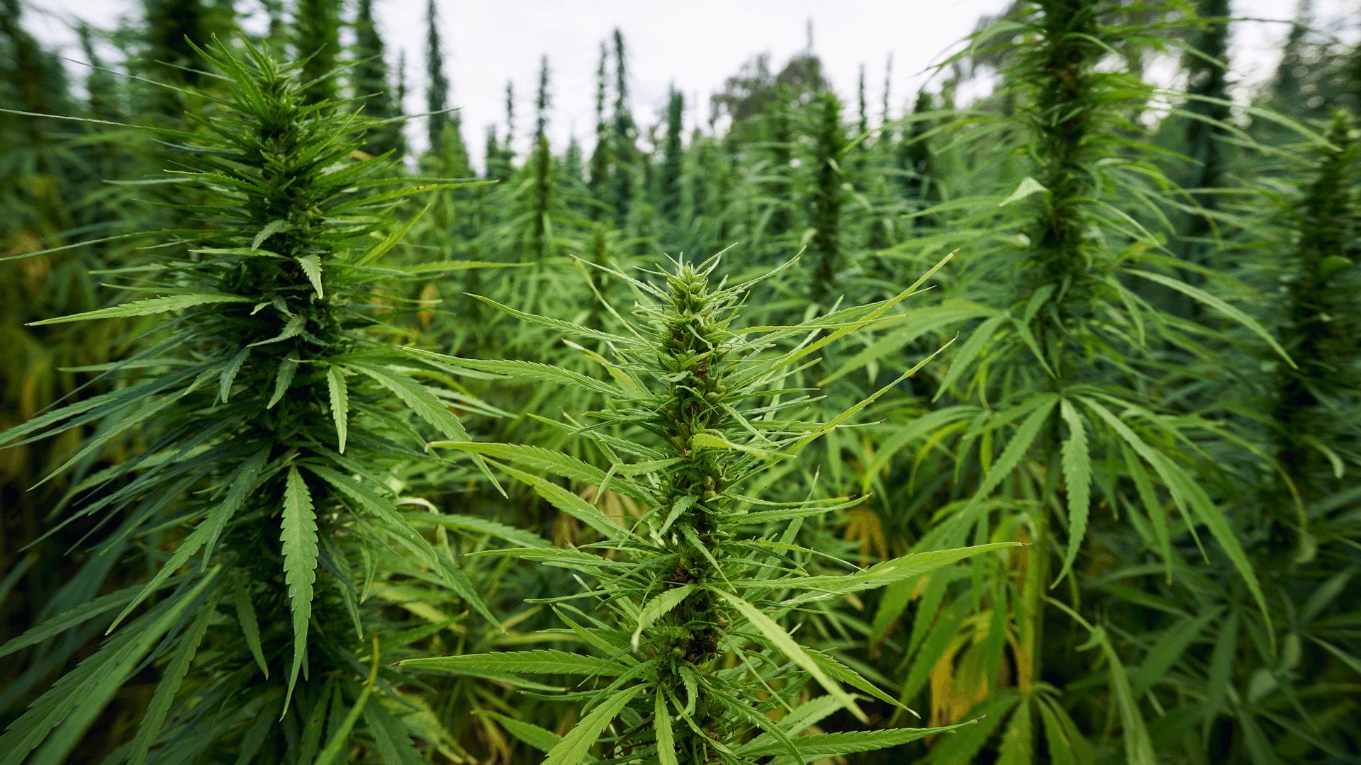 Complete Guide To Marijuana Plant Anatomy | Embarc