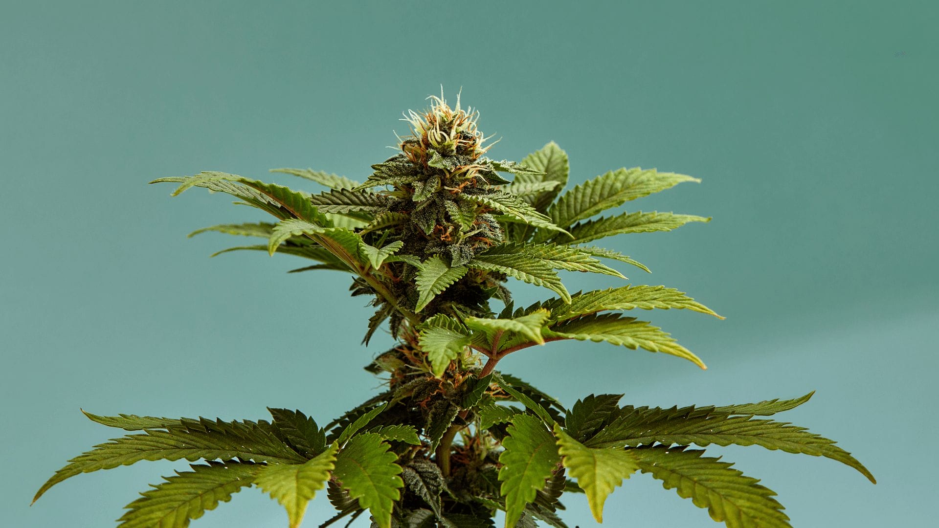 Understanding Auto-Flowering Cannabis Strains | Embarc